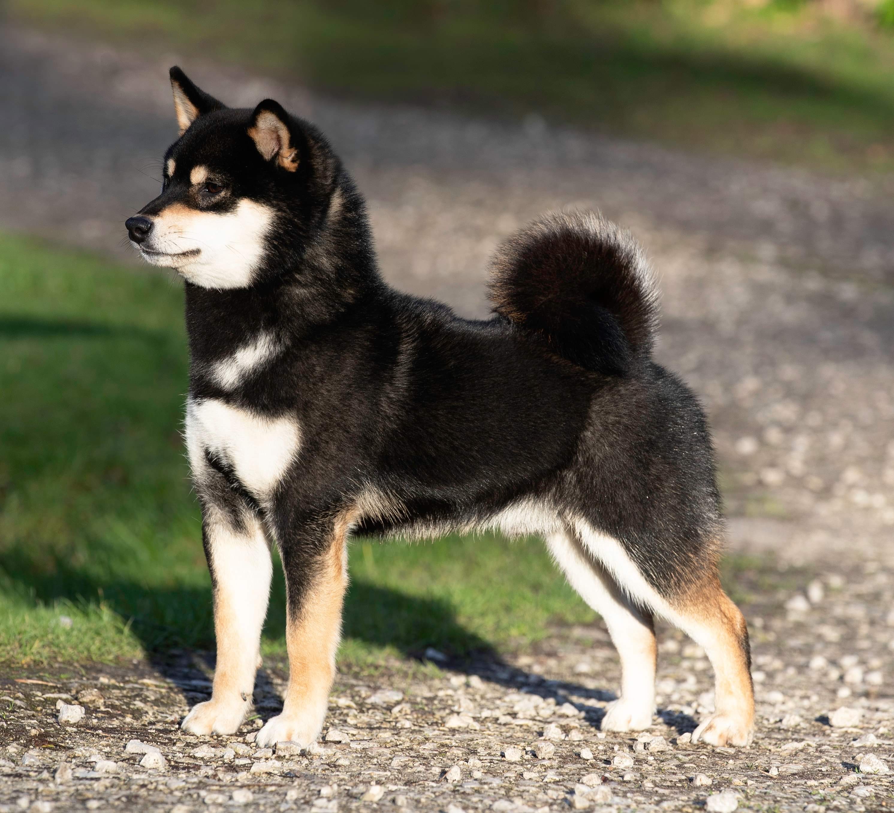 THE SHIBA INU – Frerose by FinSōl Shibas