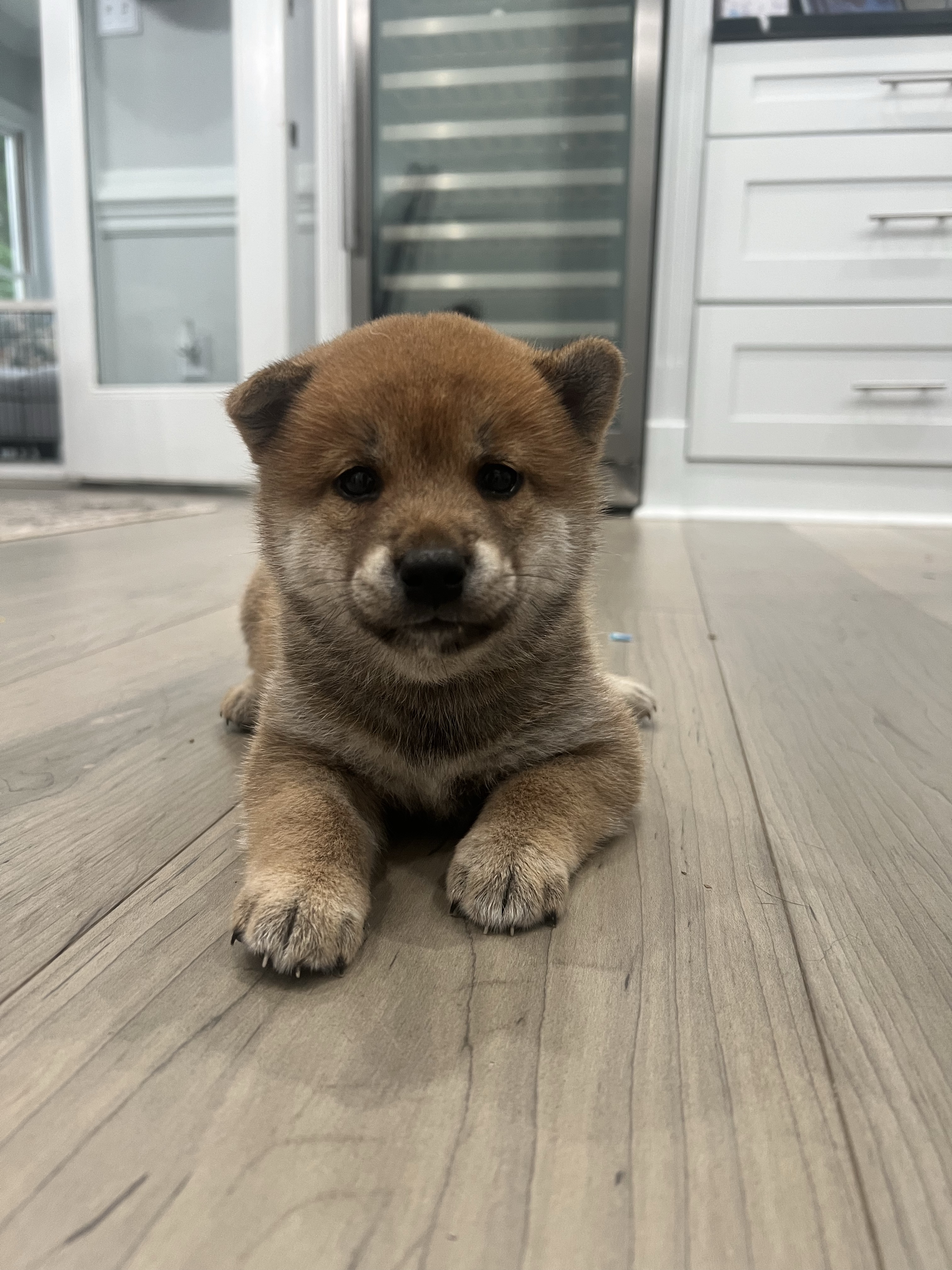 PAST PUPPIES – Frerose by FinSōl Shibas