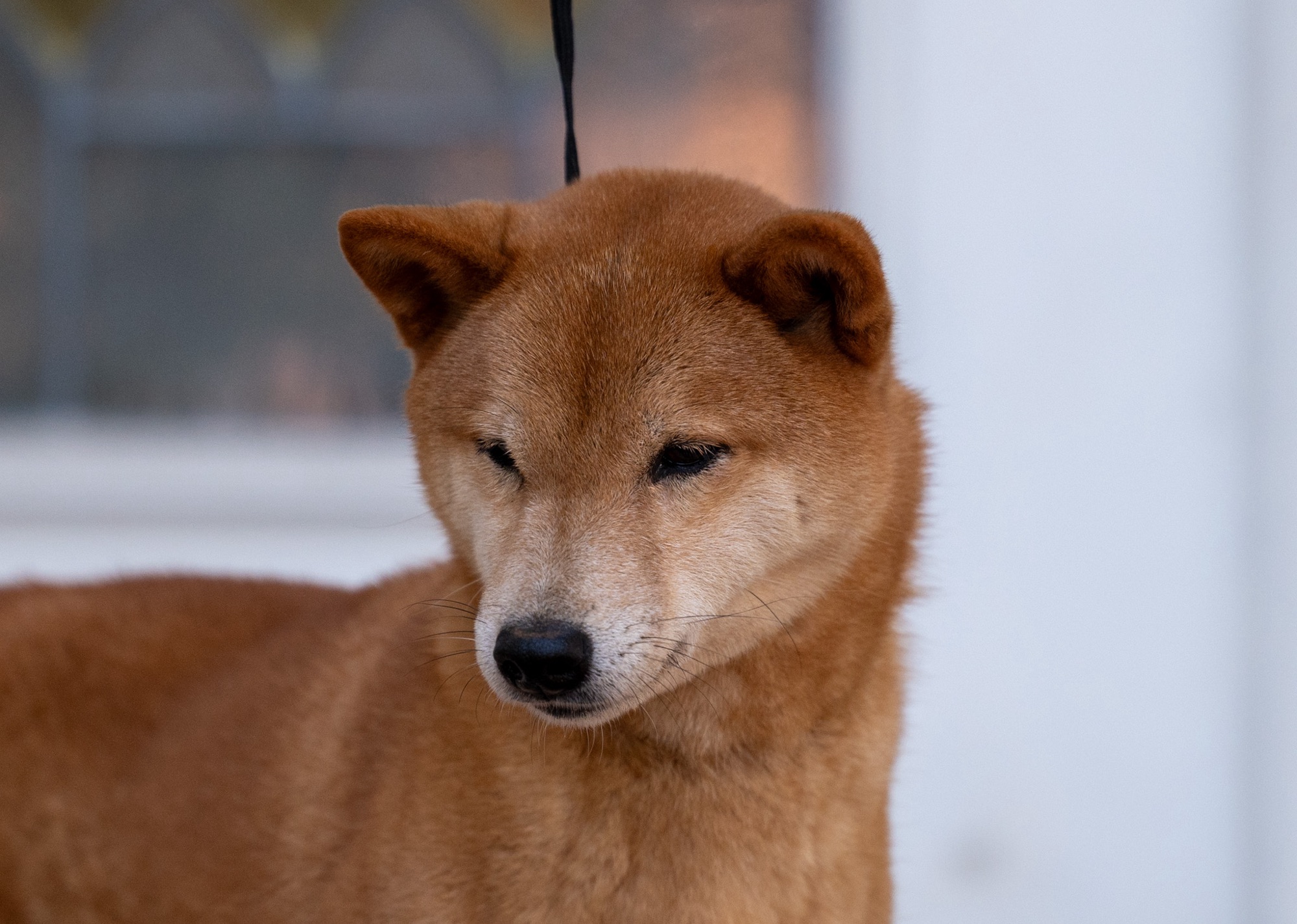 FEMALE SHIBAS – Frerose by FinSōl Shibas
