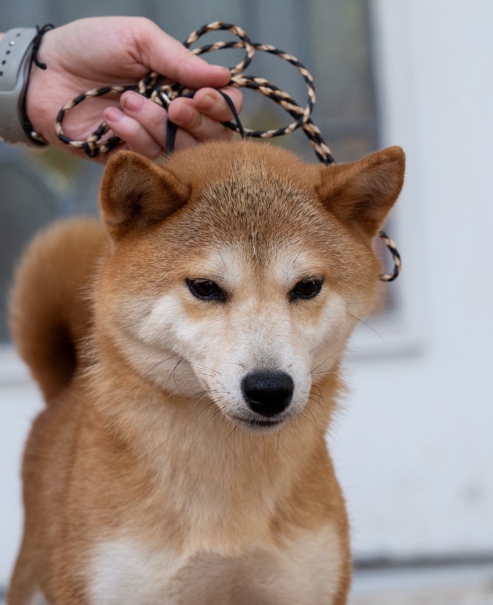 FEMALE SHIBAS – Frerose by FinSōl Shibas