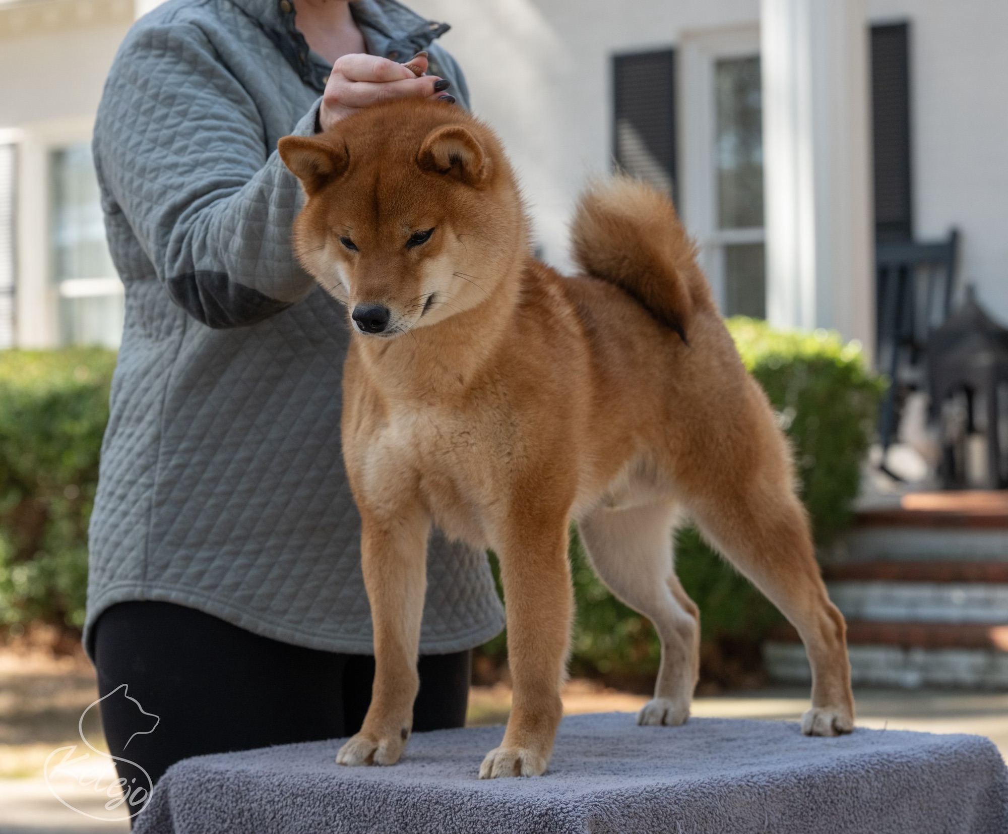 MALE SHIBAS – Frerose by FinSōl Shibas