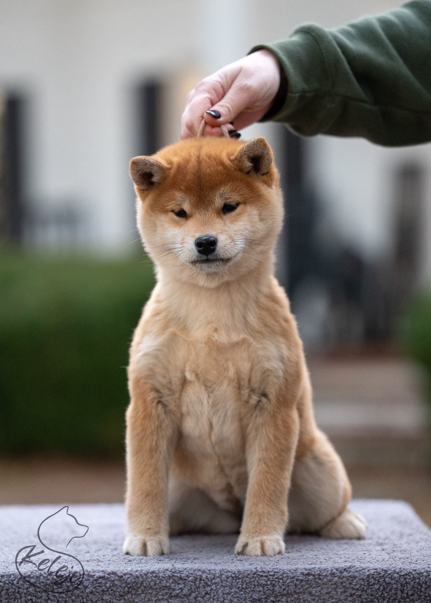 FEMALE SHIBAS – Frerose by FinSōl Shibas