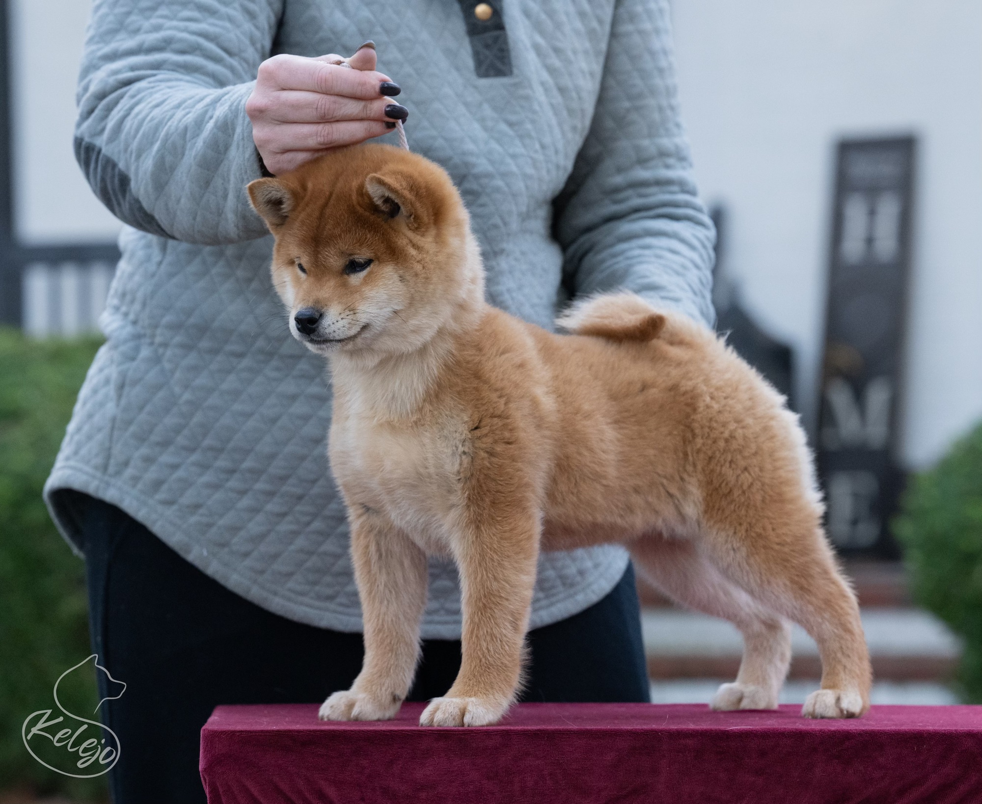 FEMALE SHIBAS – Frerose by FinSōl Shibas